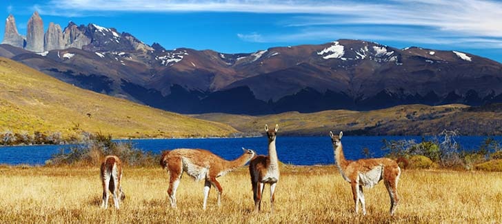 6 most wonderful animals you’ll get to see in Chilean Patagonia